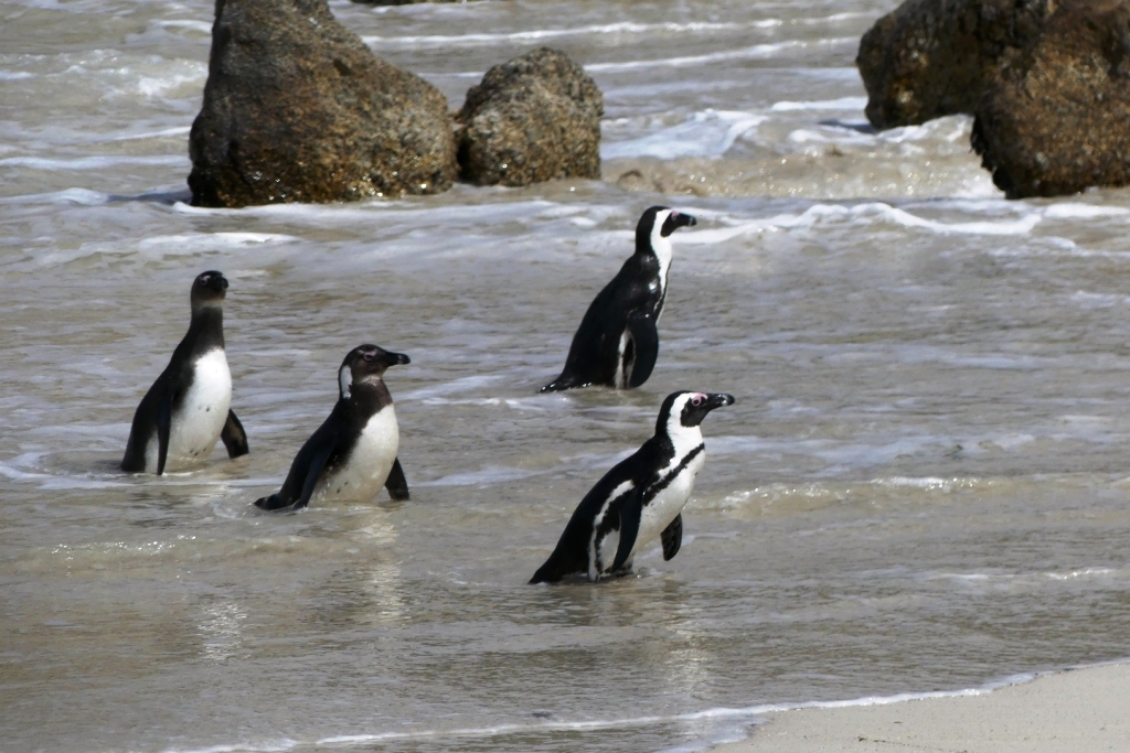 AFRICA AUSTRAL 2016: Pingüinos en El Cabo