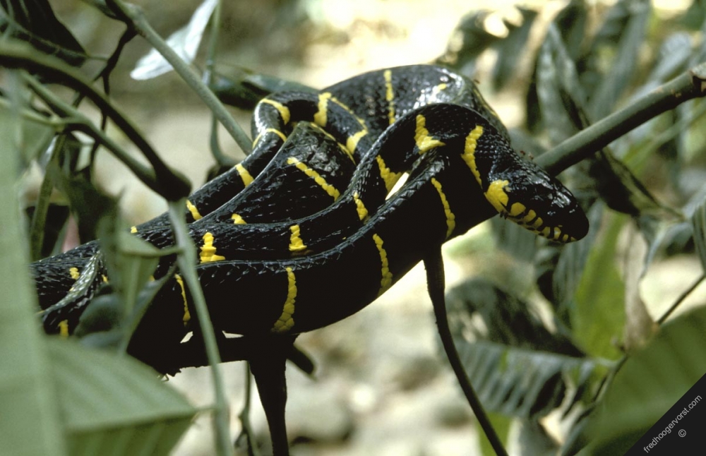 Snakes: Snakes In The Rainforest