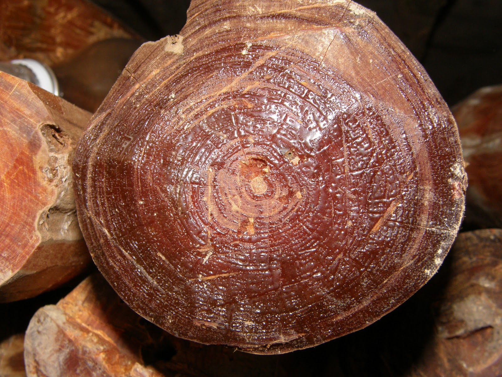 Raja Kayu Malaysia 马来西亚血龙木王: Kayu Raja (king of all woods)