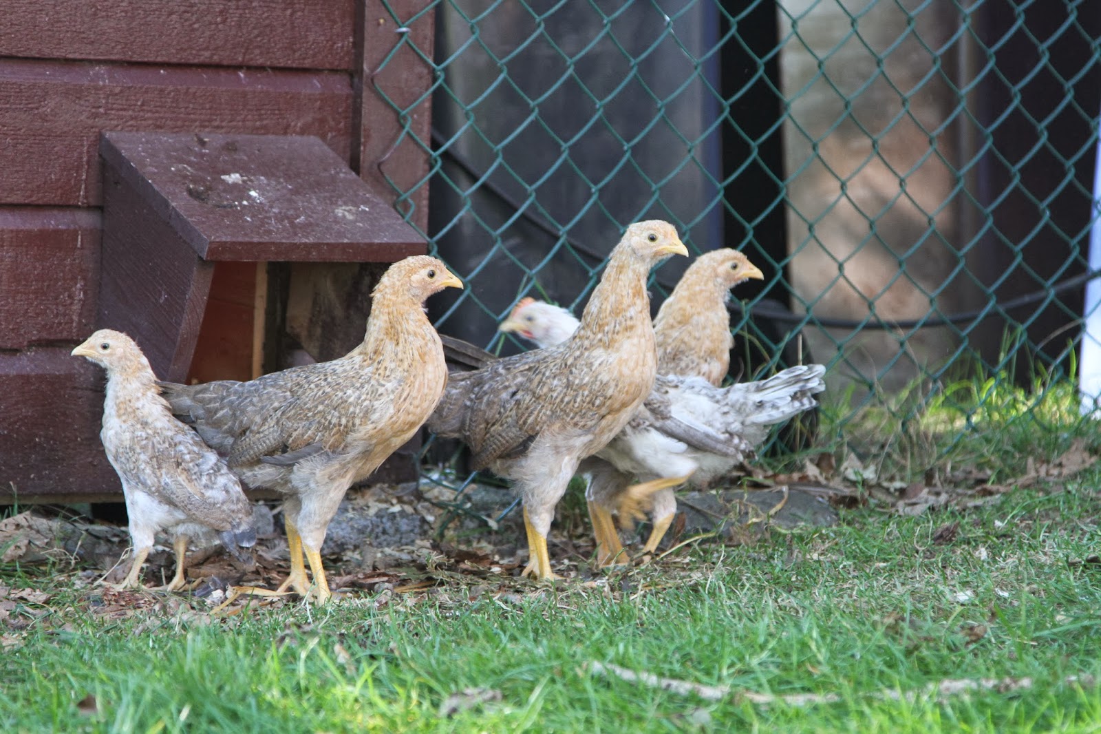 I HYKKEN: Kæ æ dæ mæ hynså (Kva er det med hønene)