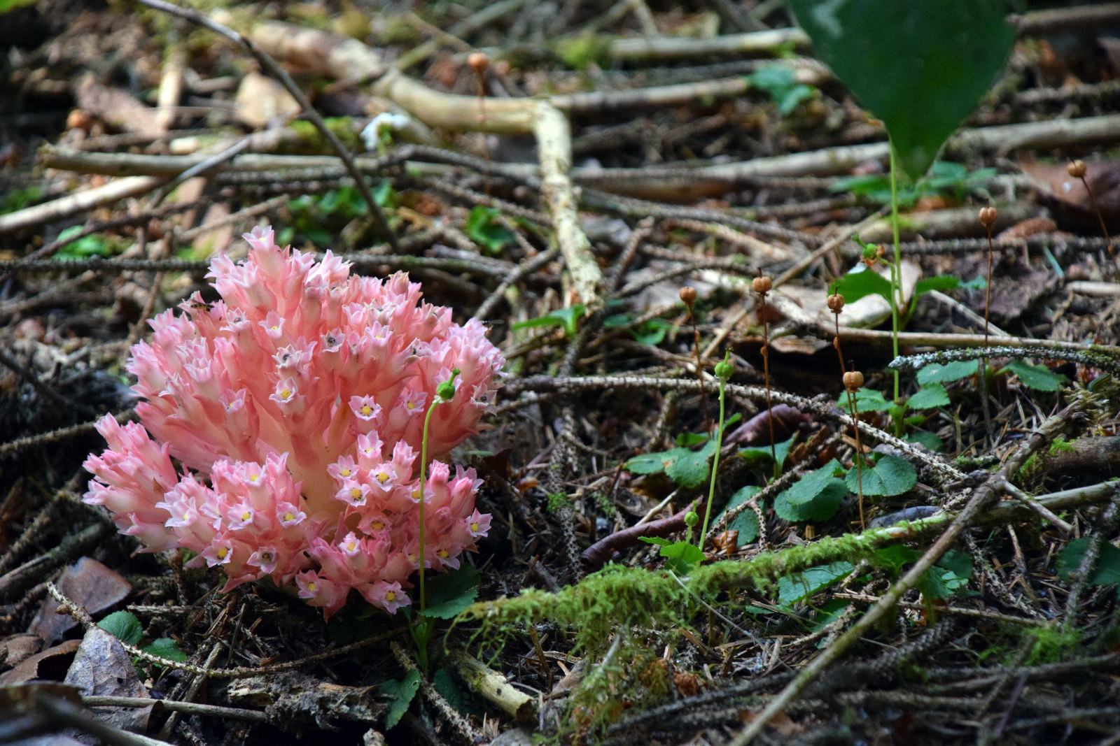 Real Monstrosities: Gnome Plant