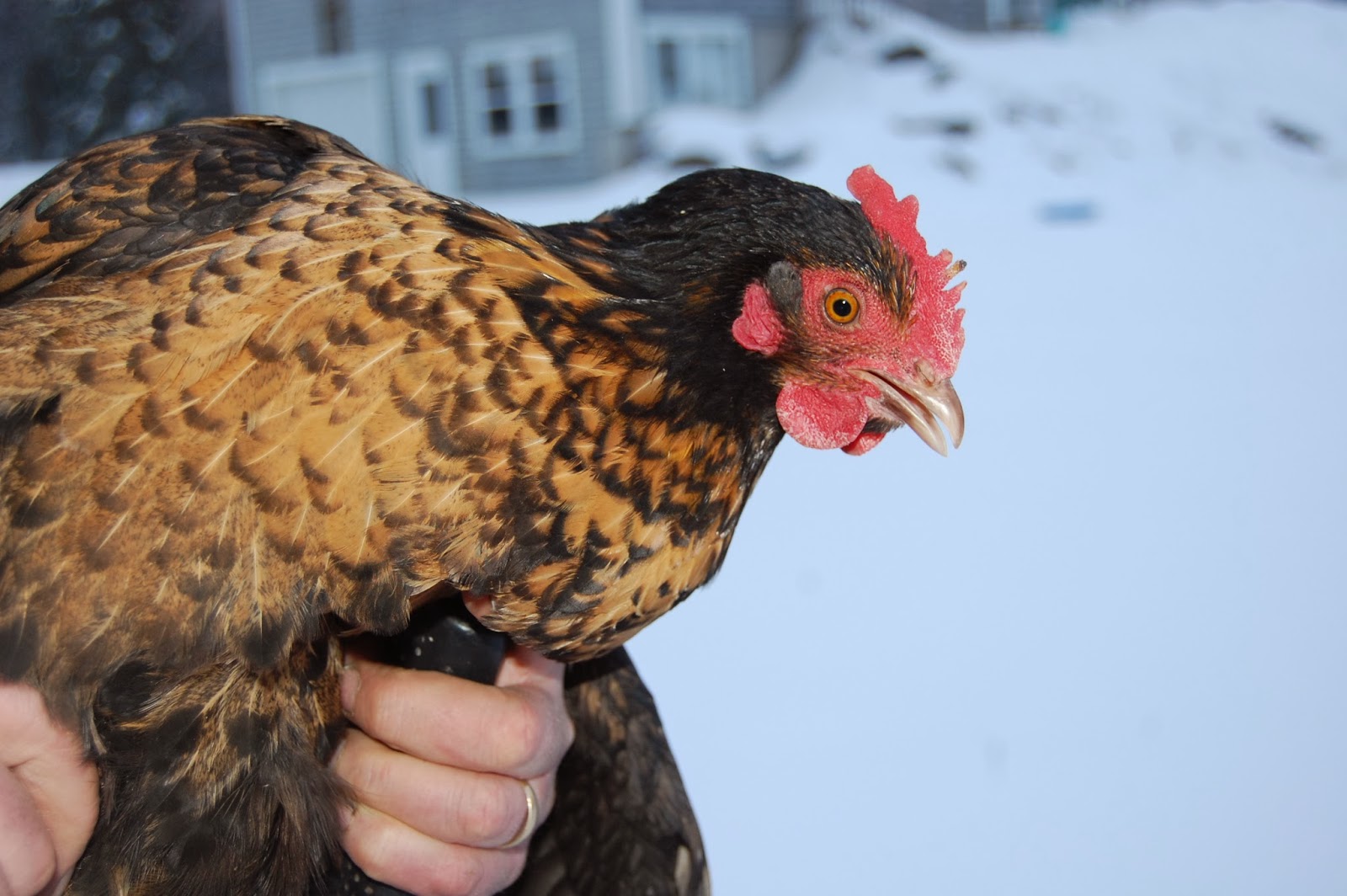 Carmel Hillbillies: Cooking an Egg-Laying/ Non-Meat Bird/ Rooster - A ...