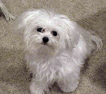 Funny Animals: Maltese Dogs Photos