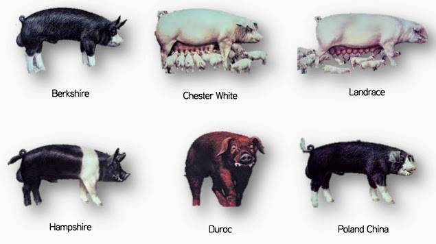 Todo sobre Cerdos: Razas del Cerdo