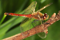 台灣蜻蜓 The Dragonflies of Taiwan: 蜻蜓科 Libellulidae