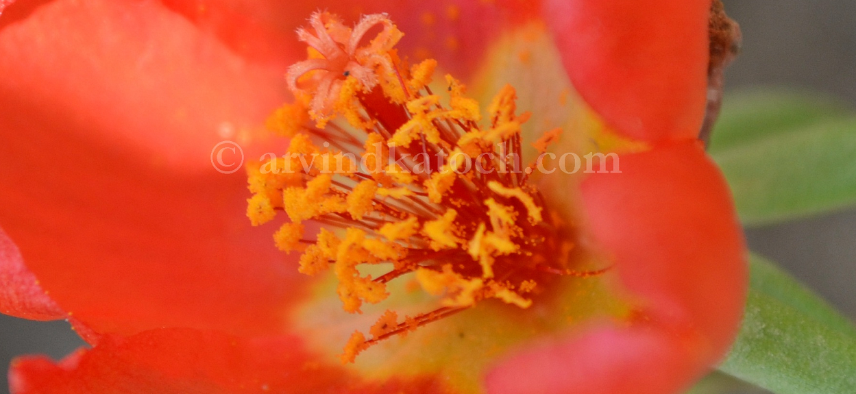 Extremely Beautiful inside World of an Afternoon Red/Orange Flower