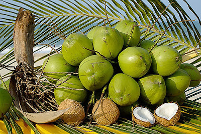 Florida Coconuts :: www.florida-coconuts.com :: Blog