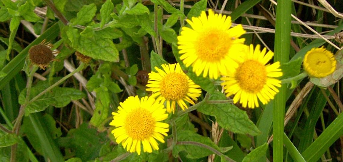 El origen de las angiospermas - Biología