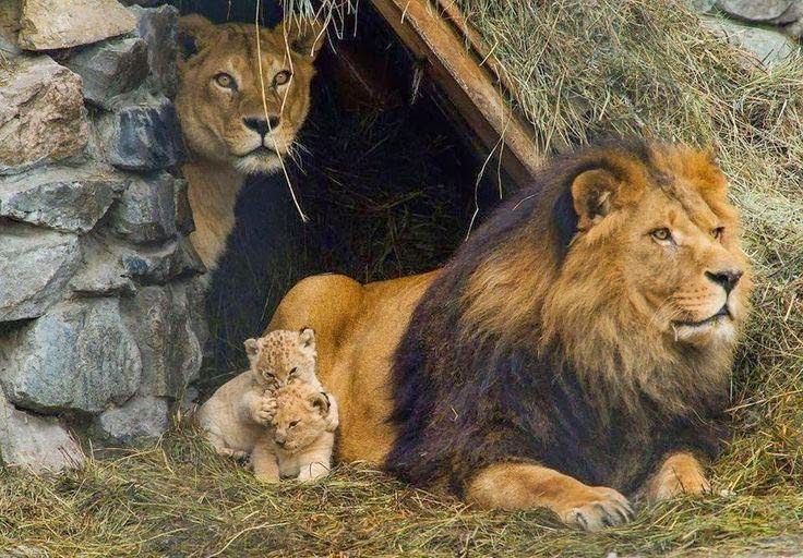 Las Mejores Fotografías del Mundo: Vida animal.....