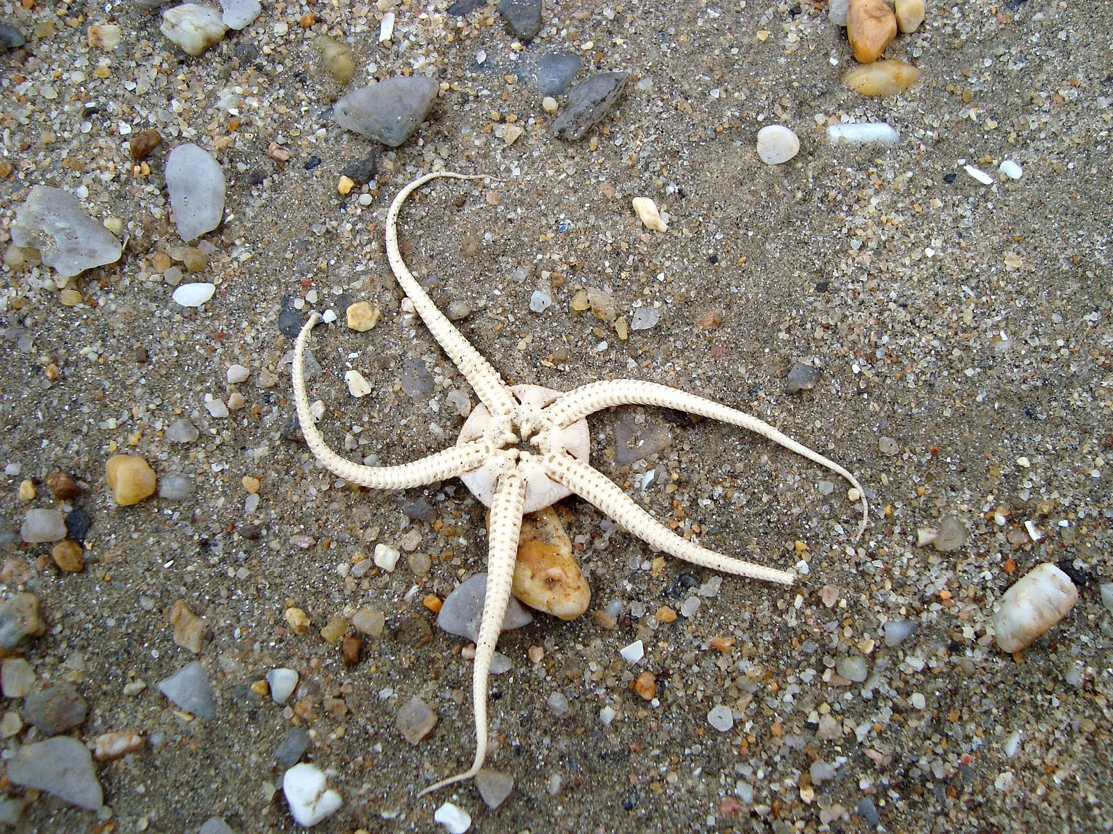 Quelques images de la nature: Réponse : Ophiure