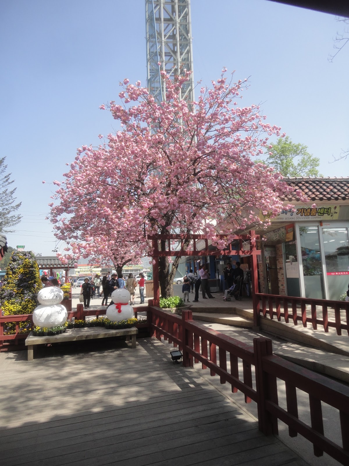 apple muslim holiday: MUSIM BUNGA SAKURA DI KOREA