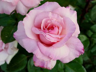 Florist Wilmington NC | Bloomers Flowers Blog - Wilmington NC ...