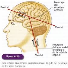 Neuroanatomía "B" : junio 2017
