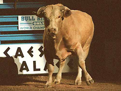 Lioncorn: Bodacious, the bull that won.