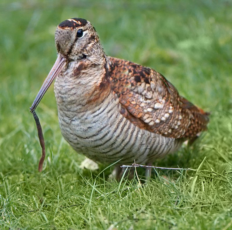 Emidio Civitillo - Cusano Mutri (BN): La BECCACCIA sverna in buon ...