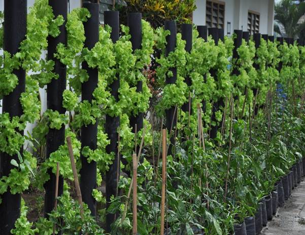 cara mudah membuat vertikultur ~ NgangsuKawuruh