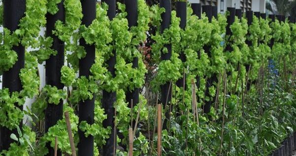 cara mudah membuat vertikultur ~ NgangsuKawuruh