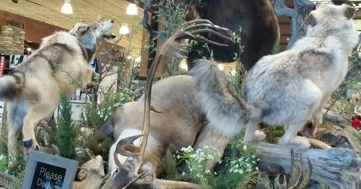 AP Biology Biological Collection Photo Blog: 2. Territorial behavior