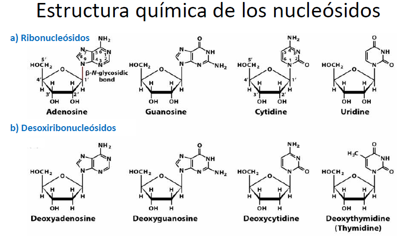 Bioquímica : Nucleótidos y ácidos nucleicos