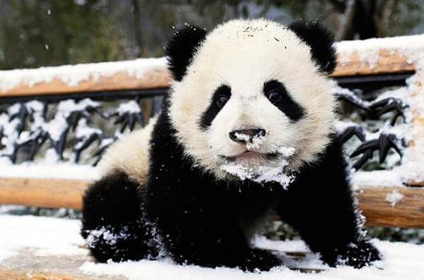 Salvar al oso panda: en busca de soluciones ~ UPLA Salvar al oso panda: en busca de soluciones ~ UPLA