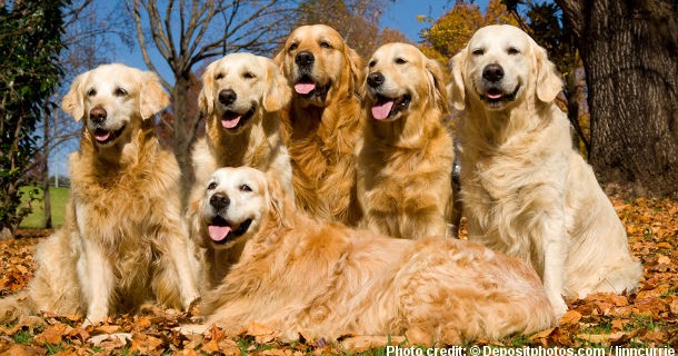 Holly's Dog Blog: 3. Golden Retriever