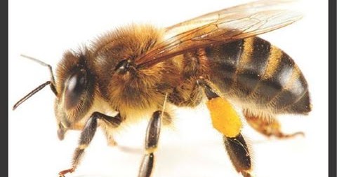 Biokipos: Μόνο οι Μελισσες???