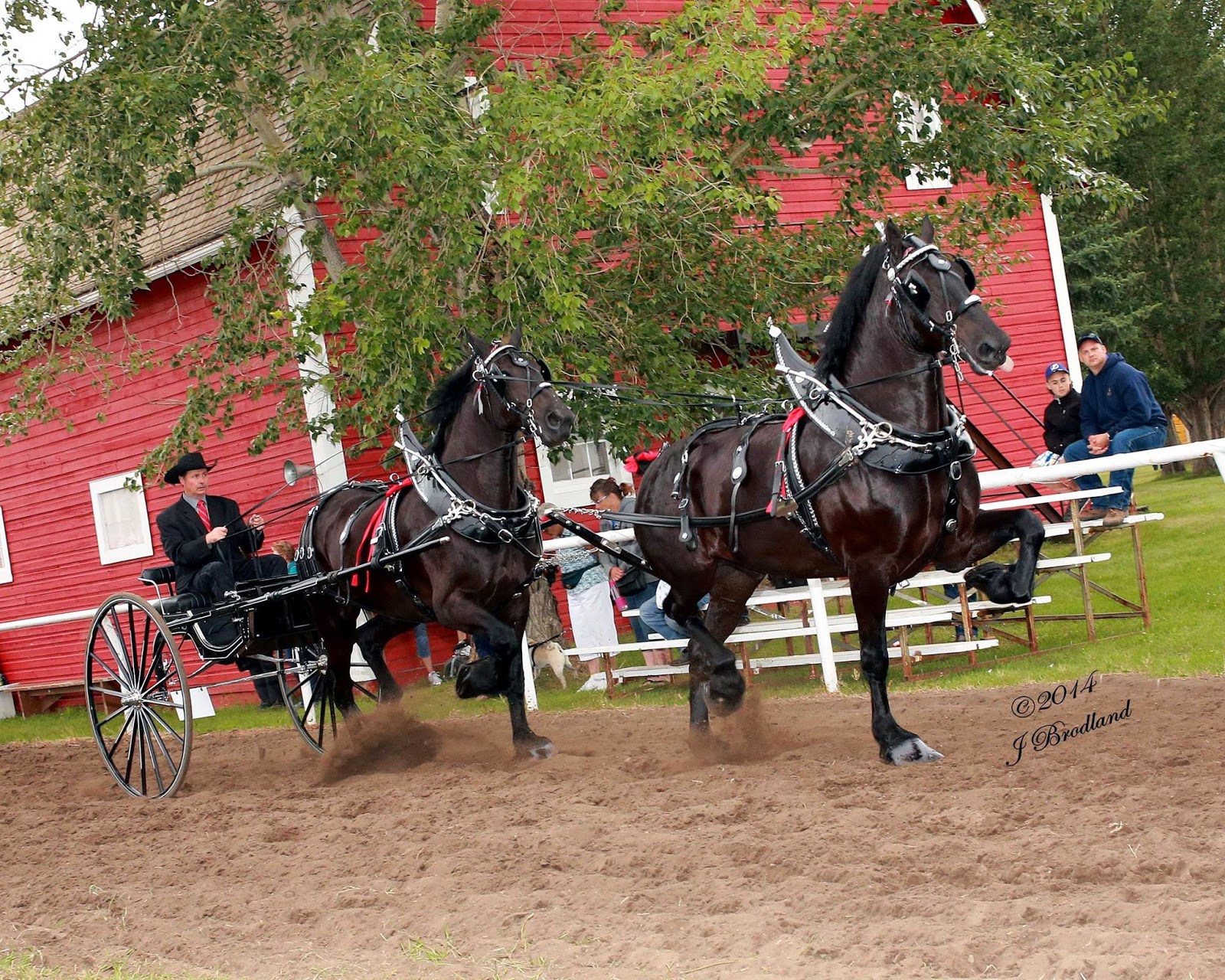 Eaglesfield Percherons: Tandem Driving Drafts