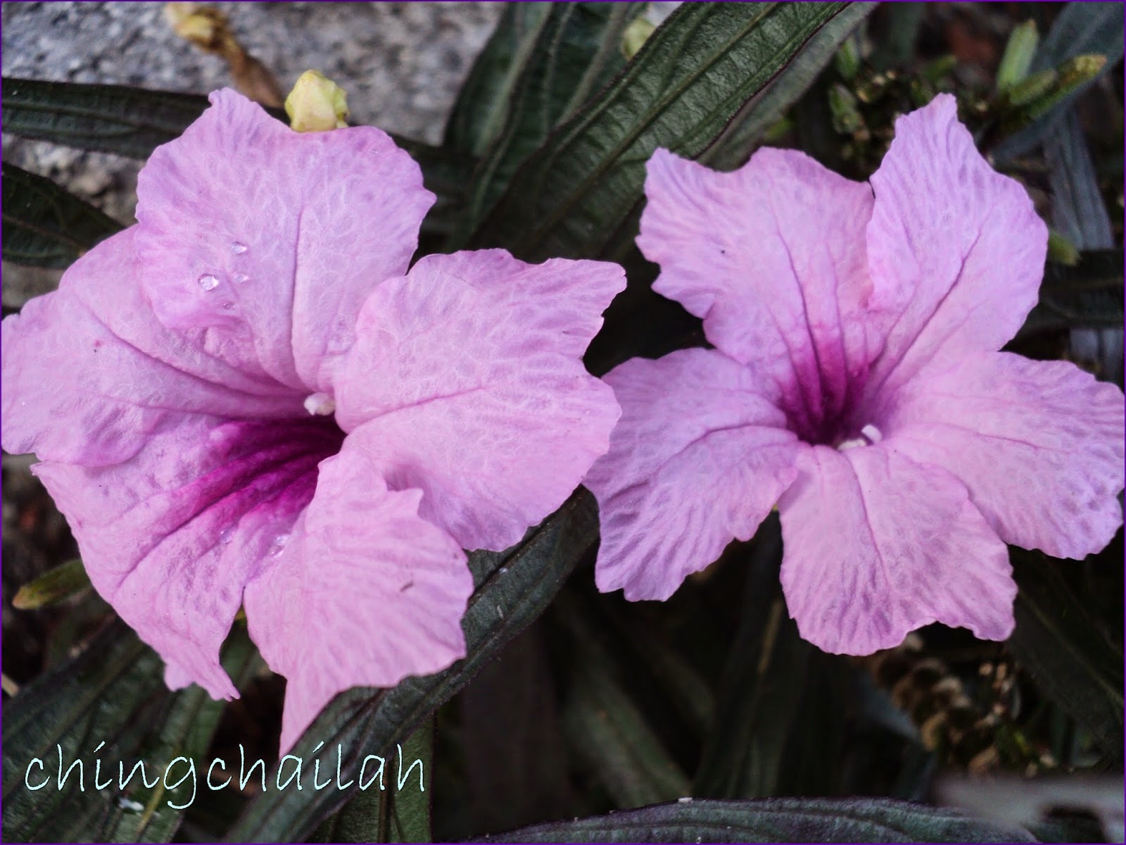 Simple Living In Nancy: PURPLE, PINK AND WHITE DWARF MEXICAN PETUNIA ...