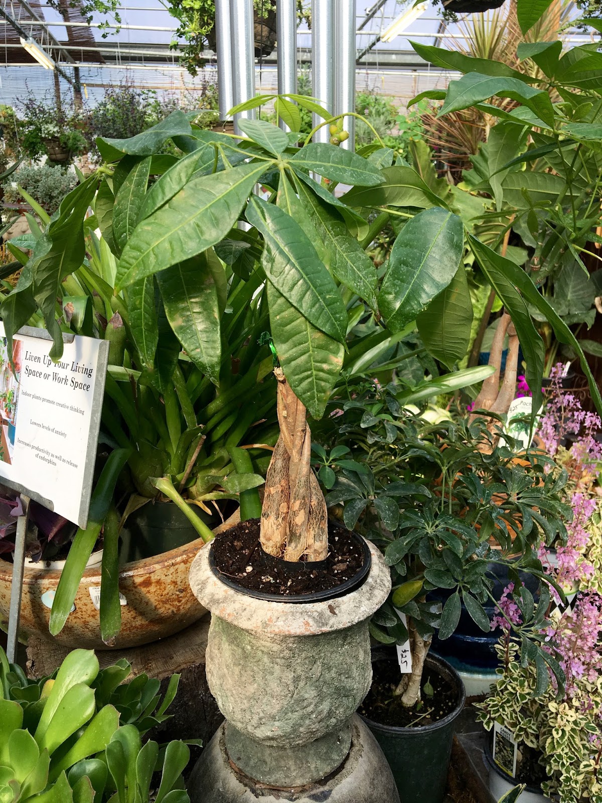 HOW TO Care For The Money Tree Plant how-to-care-for-the-money-tree-plant