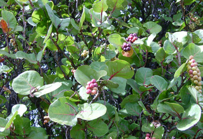 RICARDO FERNANDEZ BARRUECO: Coccoloba uvifera (Uva de Playa)