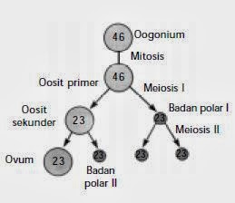 Penjelasan Tentang Gametogenesis | Biologi Indonesia