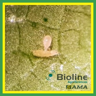 SAMA Sl: AMBLYSEIUS MONTDORENSIS. MONTYLINE.