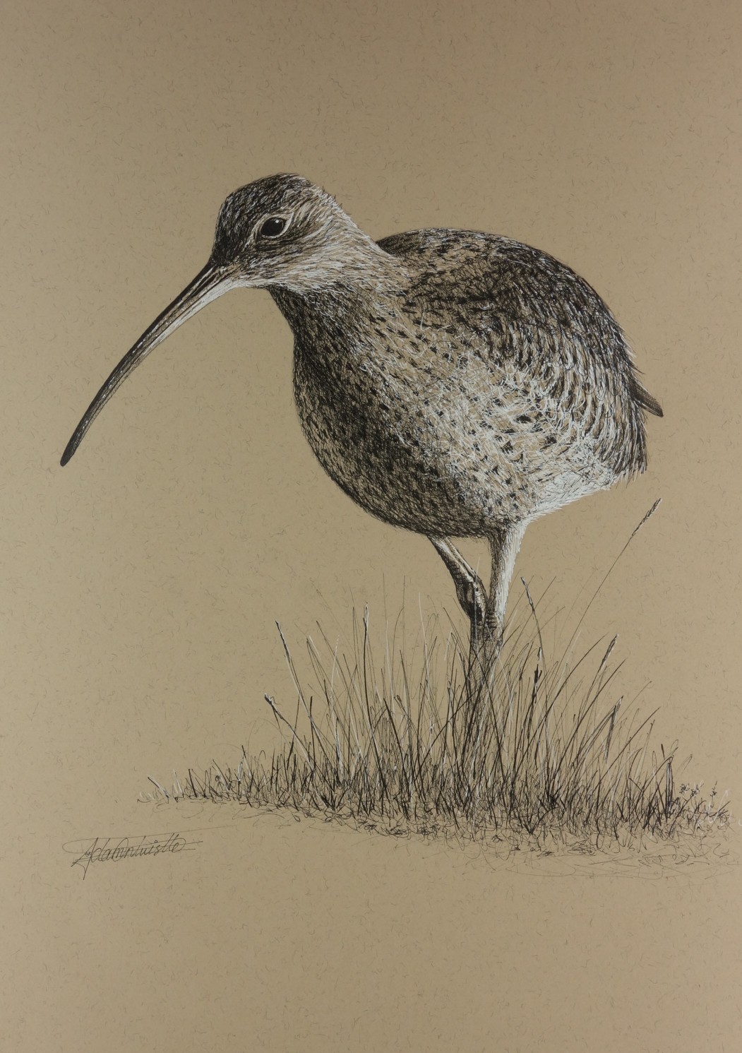 Adam Entwistle British Wildlife+Angling Artist: Curlew Walk