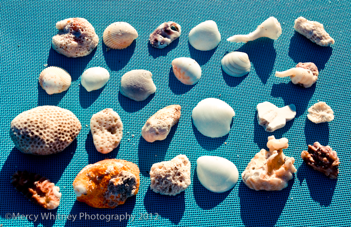 The Photographer's Journey... By Mercy Whitney Photography