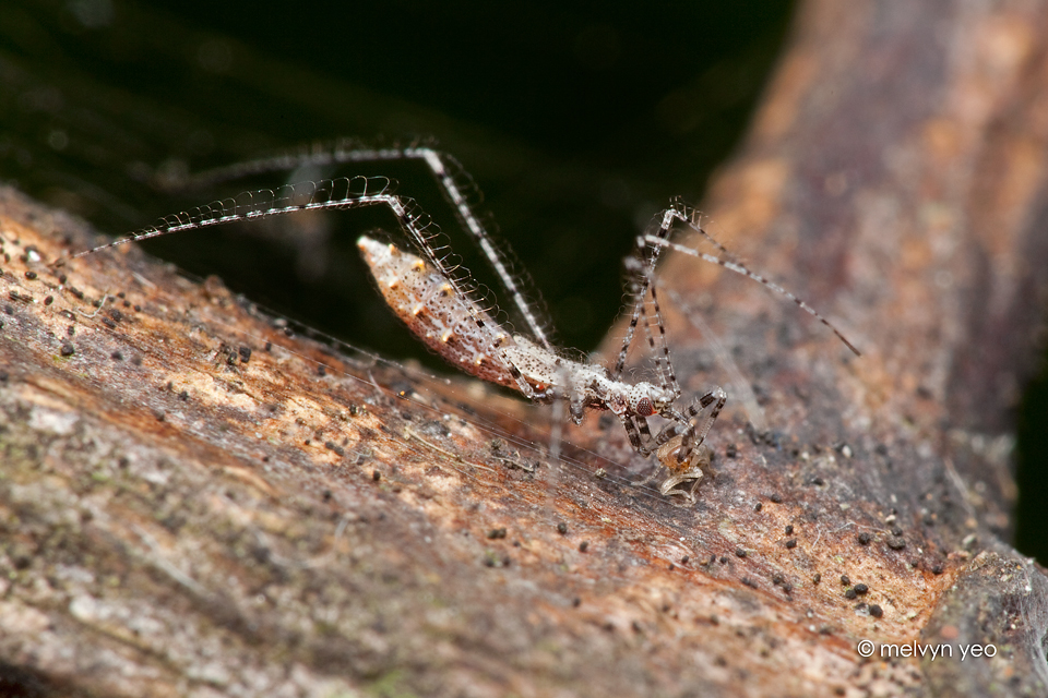Melvyn's Photography: Reduviidae, Assassin Bug