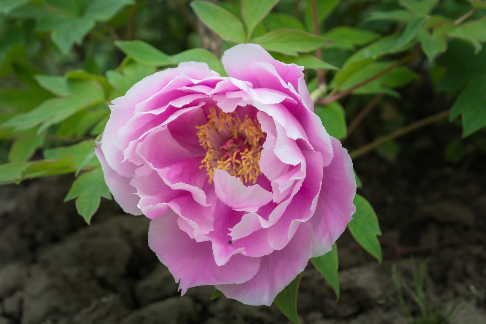 cele patru anotimpuri: Bujor (Paeonia suffruticosa)