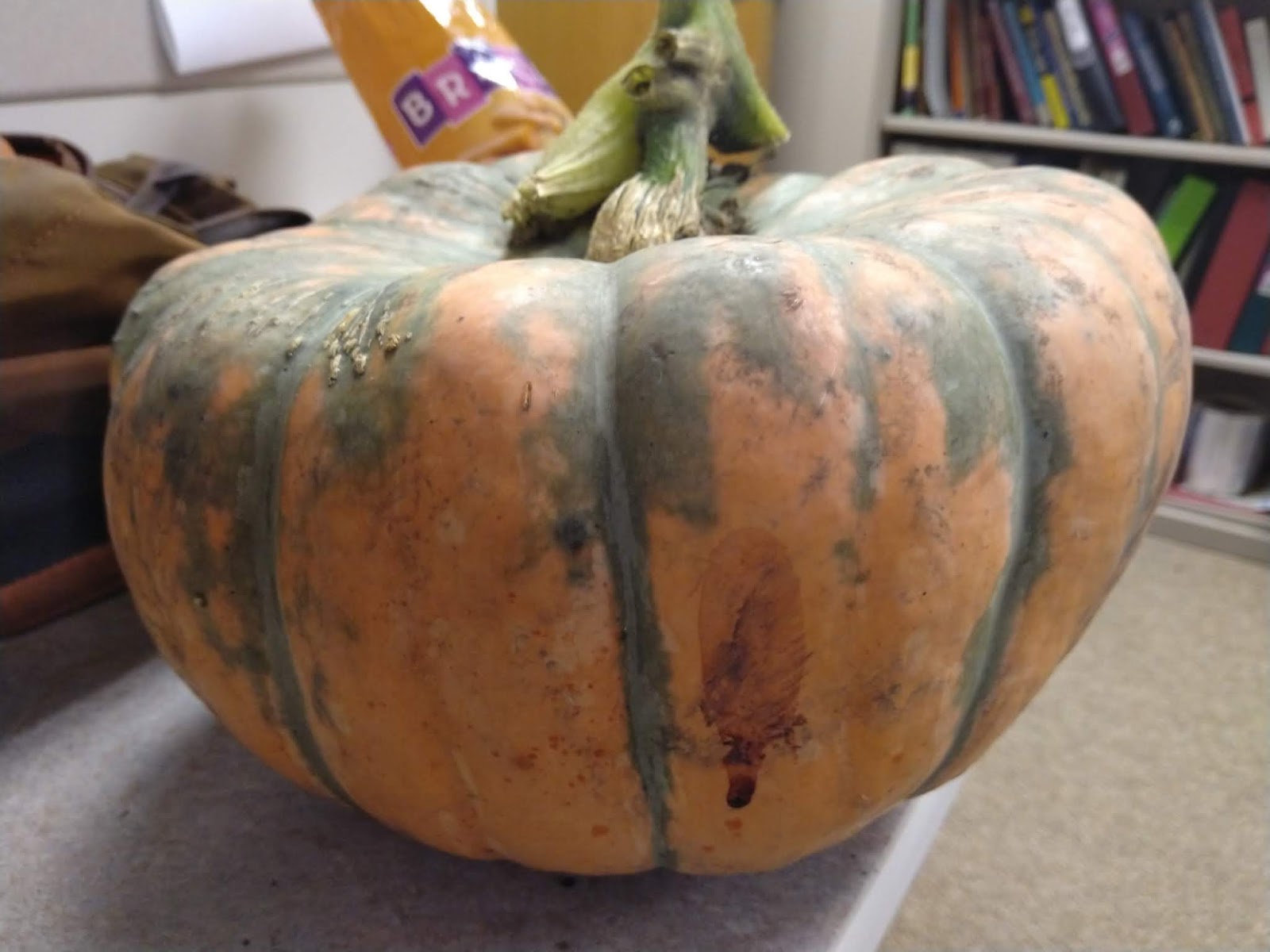 Comparing 330 Unique Pumpkins at the Horticulture Research Center