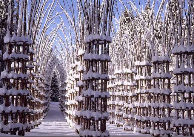 A Gorgeous Outdoor Cathedral Made Of Live Trees Grows In Northern Italy ...
