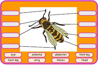 English 4 You OnLine: Bee Body Parts