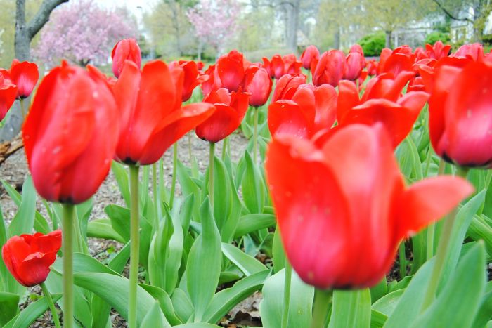 Color Psychology - The Meaning Of The Color Red - We Love Colors ...