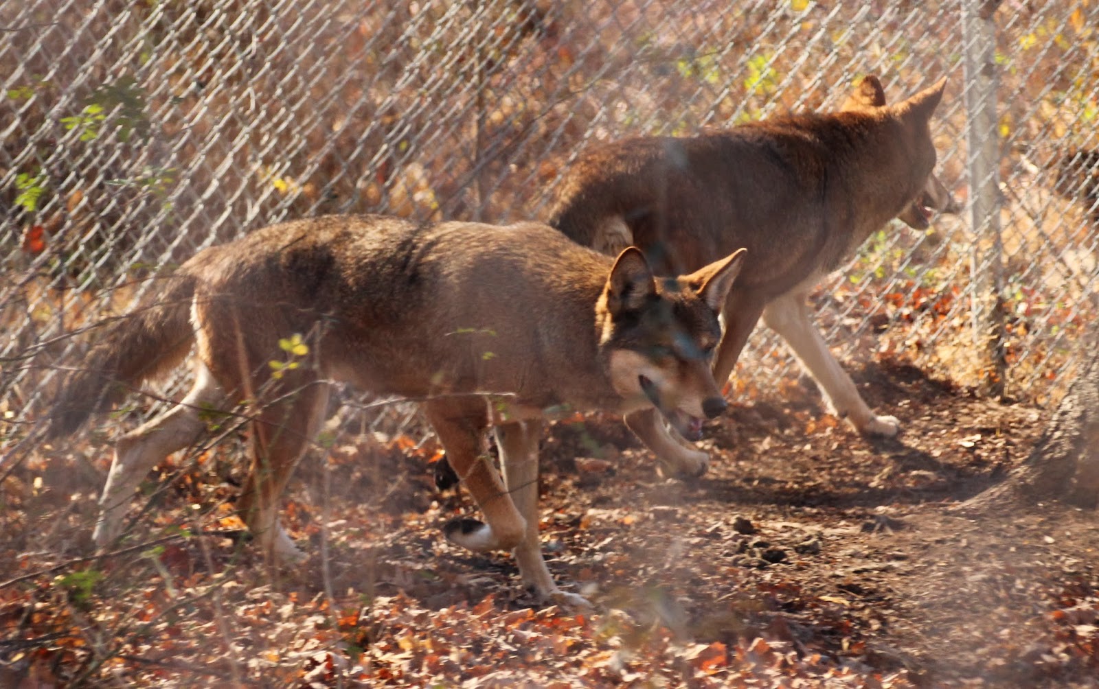 Wolf Conservation Center, South Salem NY
