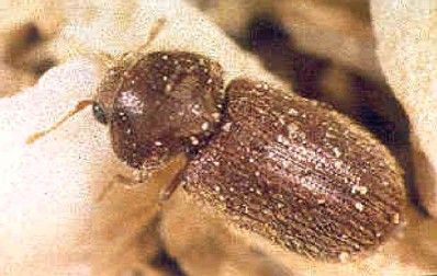 Controle de Pragas : Broca de Madeira Seca – Nome Científico: Anobiidae ...