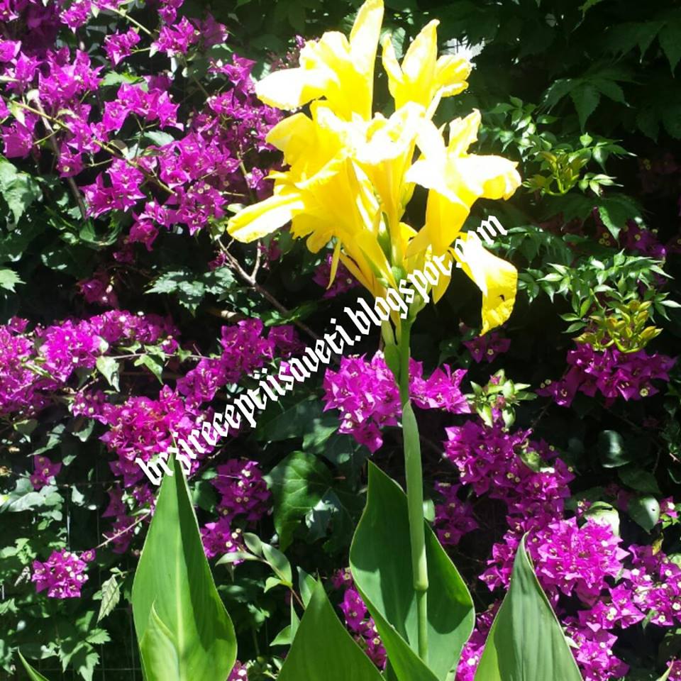 Brzireceptiisaveti.blogspot.com: Sve o kanama i razmnozavanje iz semena