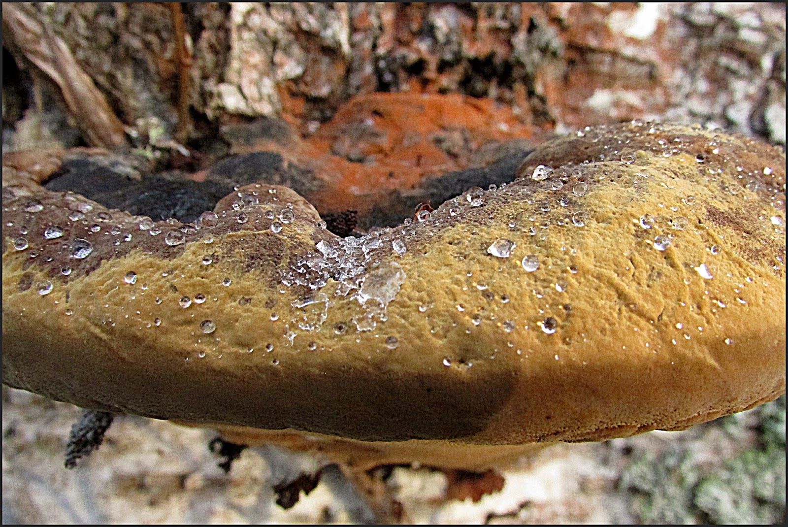 Kahelinkulma: Kääpä