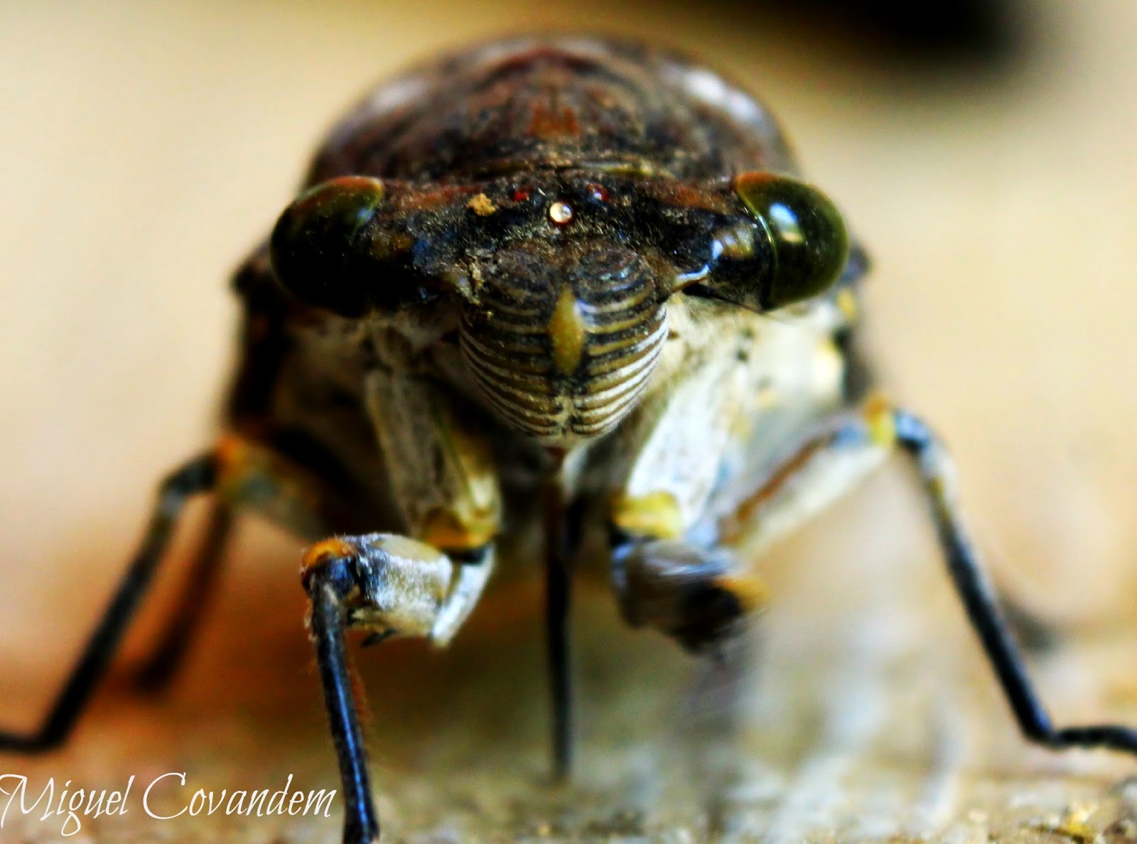 Mcovandem: LA "CHICHARRA" Cicadidae SABIAS QUE ? FOTOS MIGUEL COVANDEM