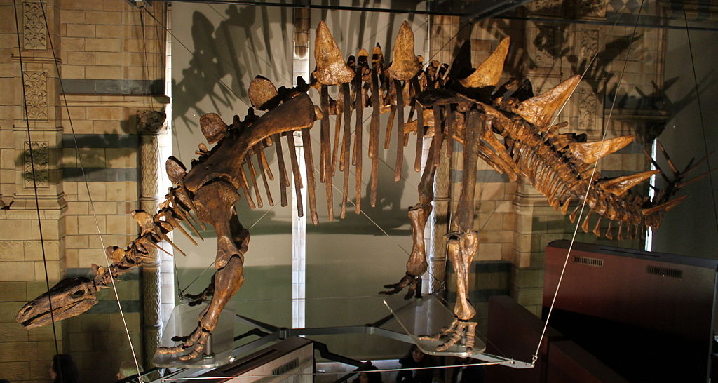 Info Hewan Tumbuhan Prasejarah: Tuojiangosaurus, dinosaurus berduri ...