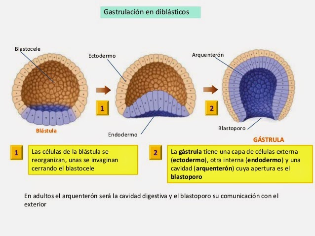 Reproducción sexual en animales: EL DESARROLLO EMBRIONARIO