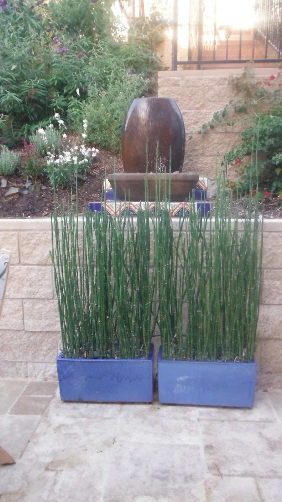The 2 Minute Gardener: Photo - Horsetail plant in Pots