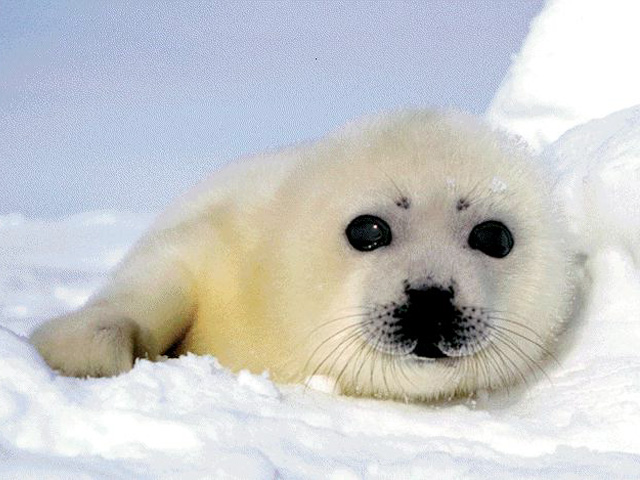 CAFADAM: FOK BALIKLARI DA SEVER