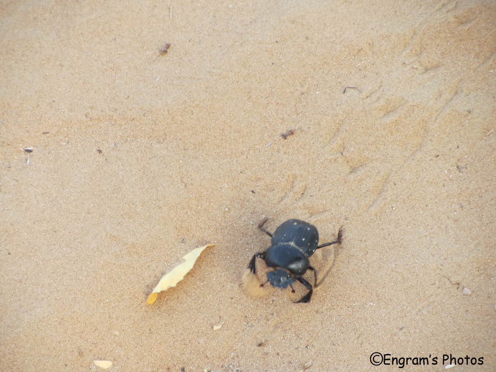 Engram's Random Rambling: Scarab Beetle ...the ones you see in the ...